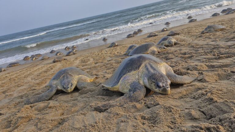 Odisha's Shores Host 682,000 Olive Ridley Turtles in Record Nesting - Karmactive