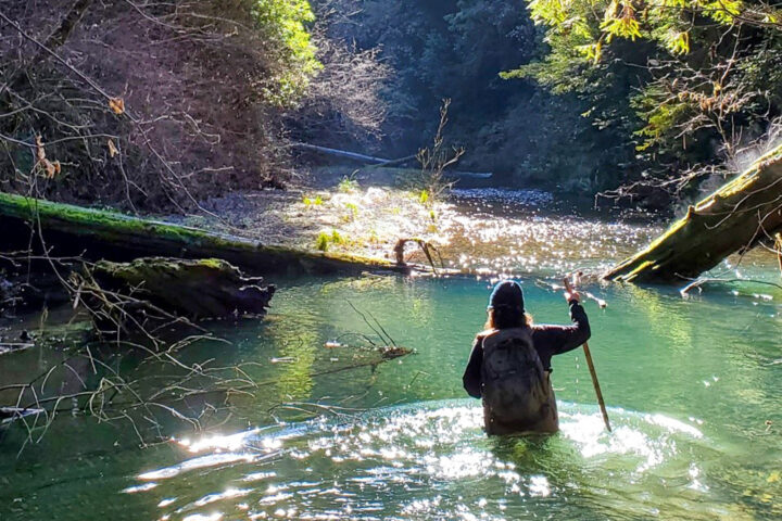 Over 15,000 Endangered Coho Salmon Return to Mendocino Rivers in Record-Breaking Comeback ...