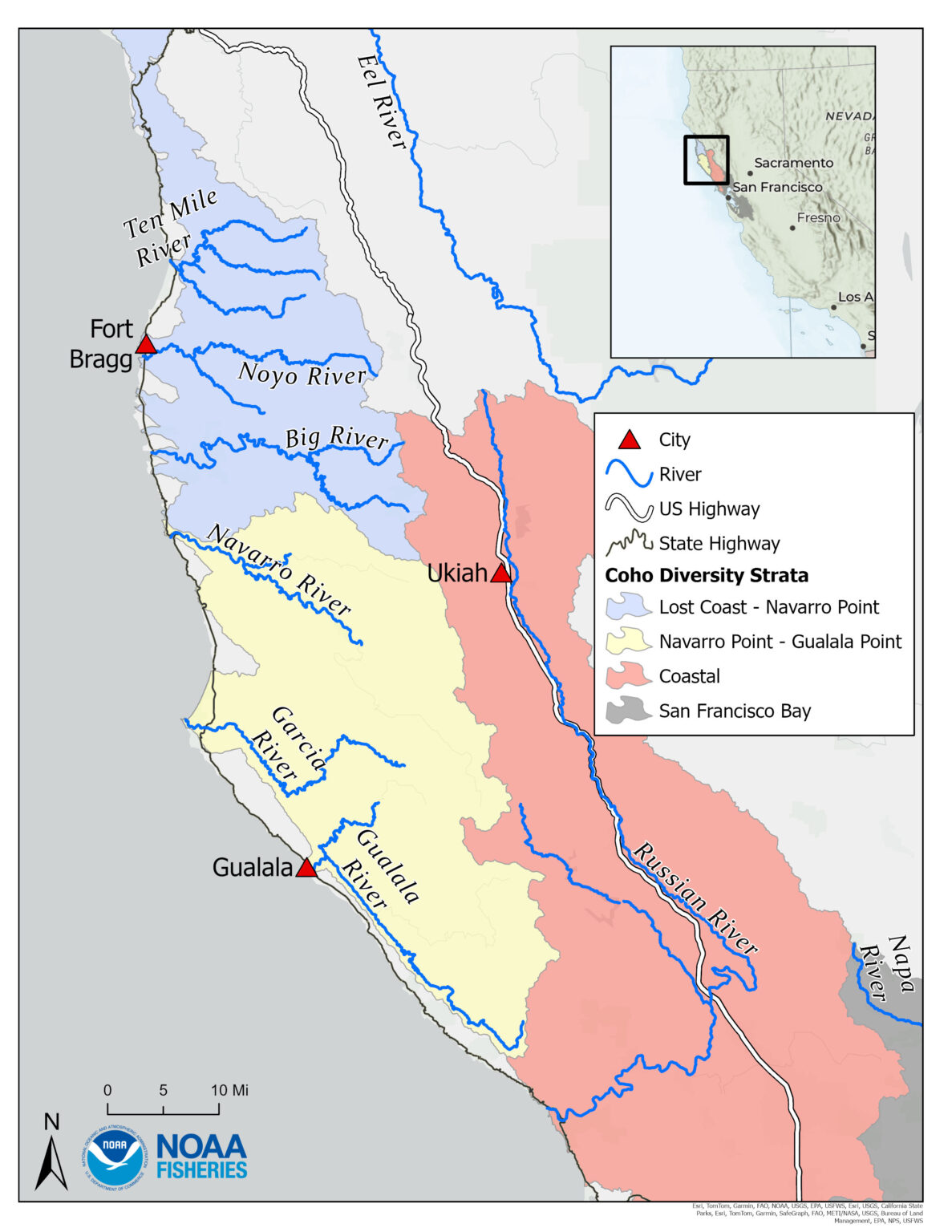 Over 15,000 Endangered Coho Salmon Return to Mendocino Rivers in Record ...