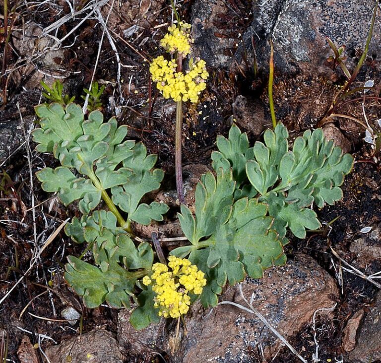 Rare Oregon Flower Faces Extinction as Habitat Loss Wipes Out Largest ...