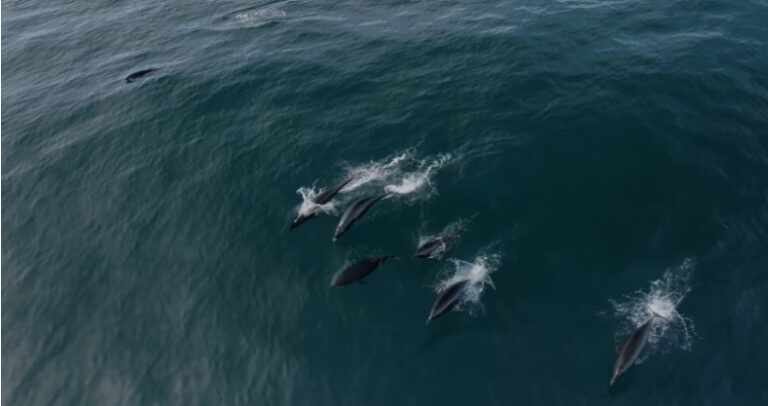 Rare Superpod: 2,000+ Dolphins Spotted Off Monterey Bay - Karmactive