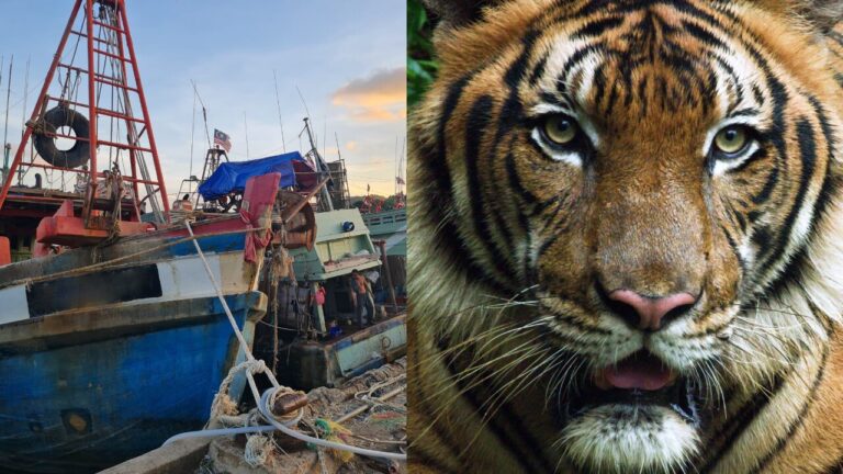 Tiger Trade Through Fishing Boats: Poaching Critically Endangered Malayan Tigers Between ...