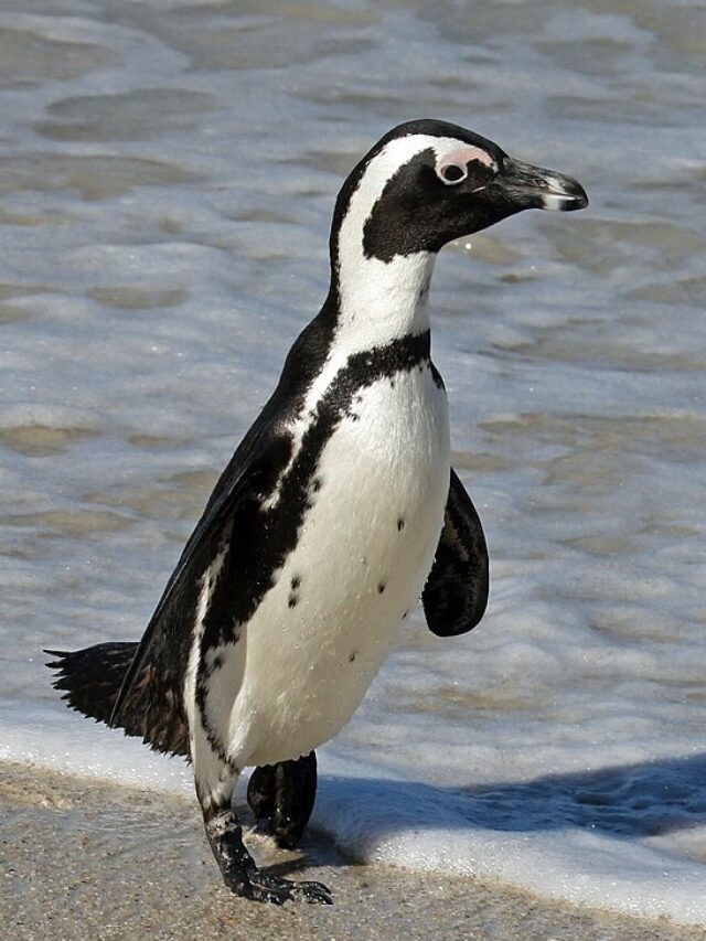African Penguin Numbers Plummet by 77%; Court Enforces No-Fishing Zones ...