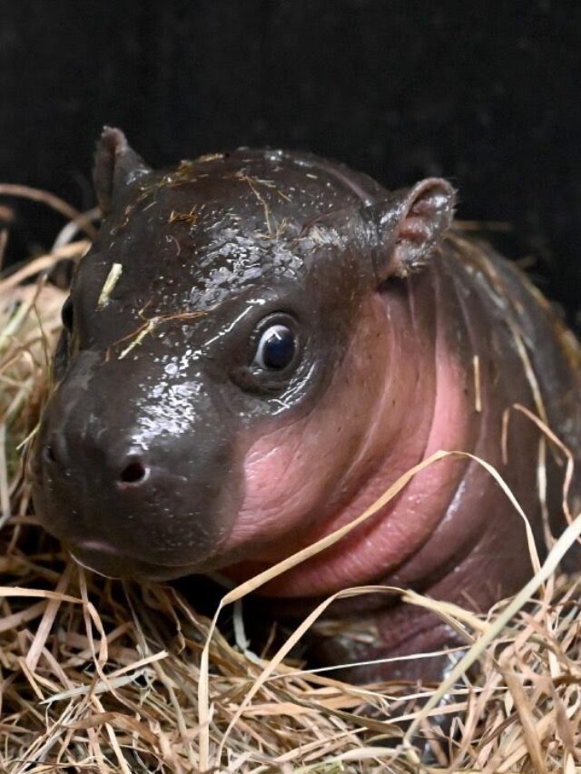 Anuket, New Pygmy Hippo Calf, Debuts at Montgomery Zoo - Karmactive