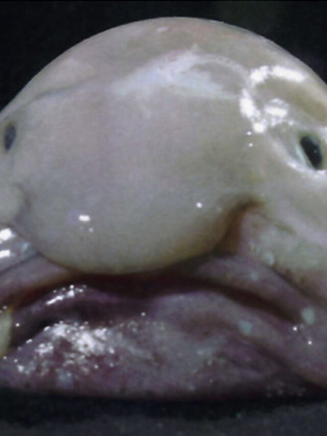 Blobfish, once dubbed 'world's ugliest animal,' named New Zealand's ...