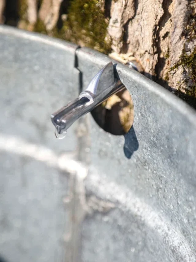 Minnesota's Maple Syrup Season Starts Early Amid Climate Shifts ...