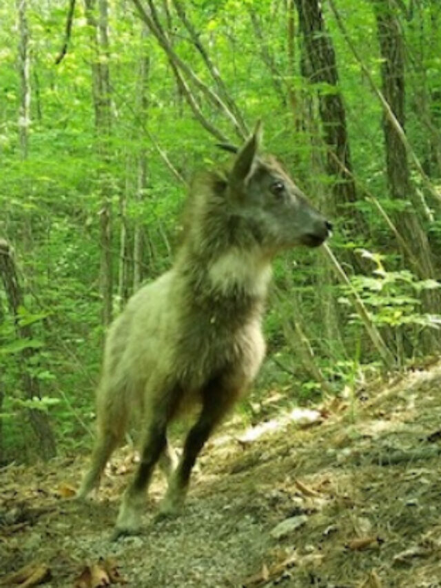 Endangered Korean Mountain Goats Rebound Population Surges Nearly 80% ...