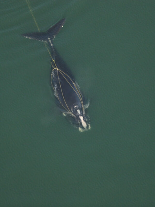 Endangered North Atlantic Right Whales Spotted Off Florida's Gulf Coast ...