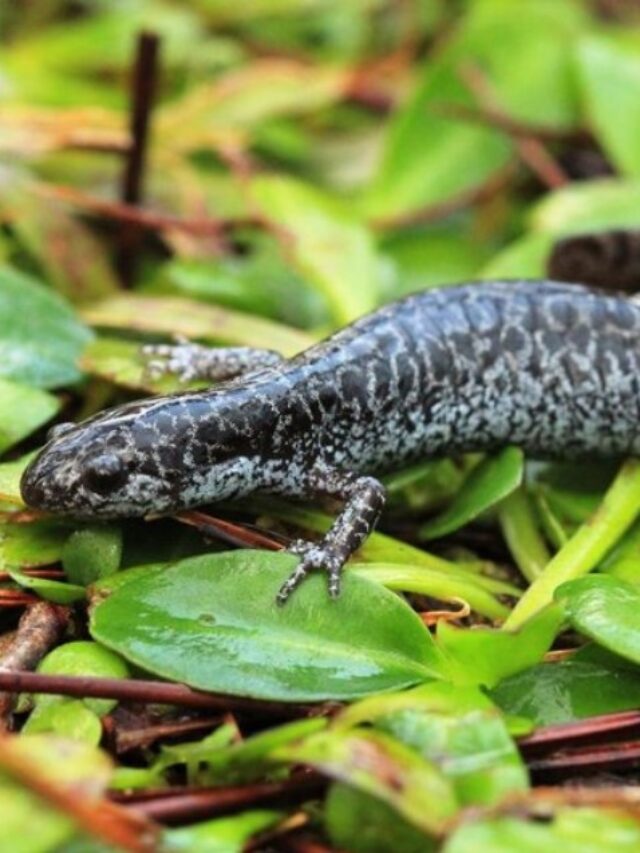 Florida Salamander Populations Plummet Amid Habitat Loss, Staff Cuts ...