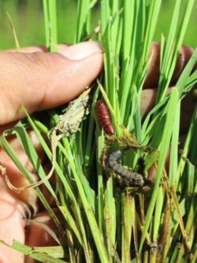 Invasive Pest Targets Asian Rice, Putting Global Food Supply at Risk ...