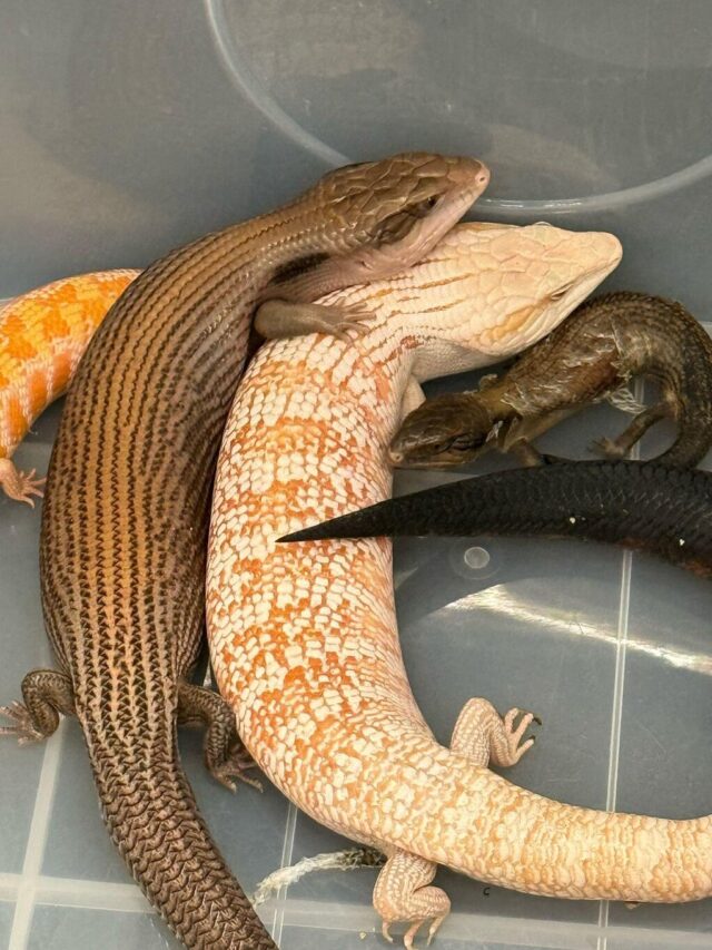 42 Endangered Lizards Worth $210K Seized at Hong Kong Airport - Karmactive