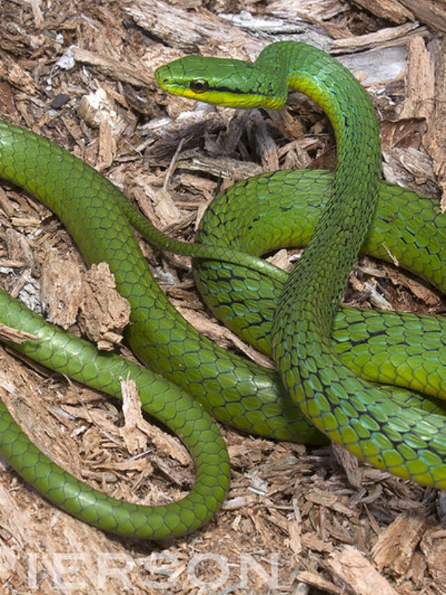 New 'Mustache' Parrot Snake Species Identified After 9 Years in Brazil ...