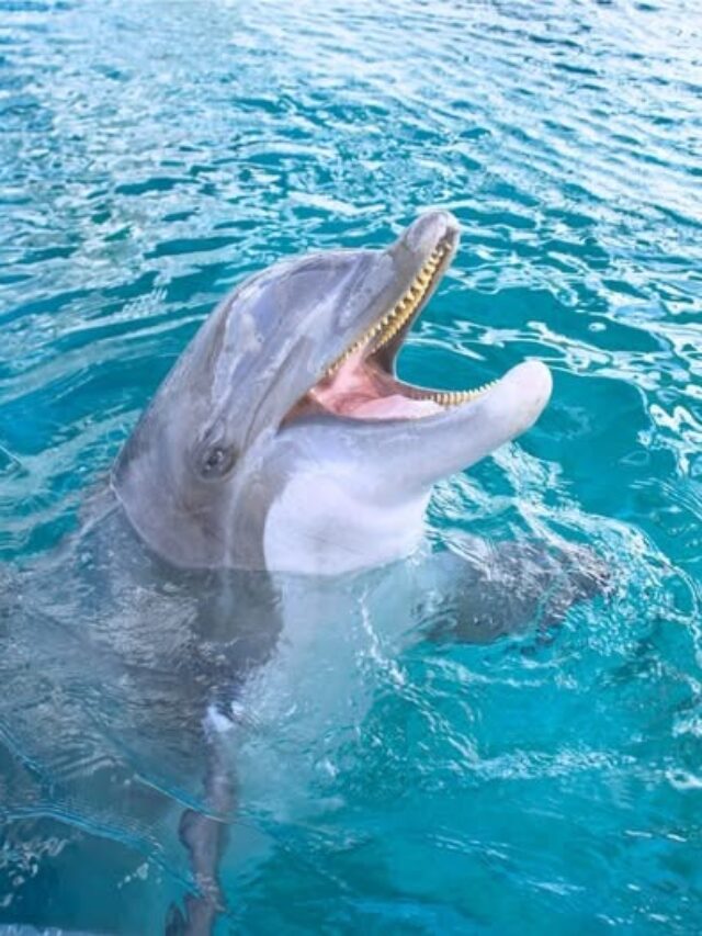 Notchfin, SeaWorld's 63-Year-Old Dolphin, Passes Away - Karmactive