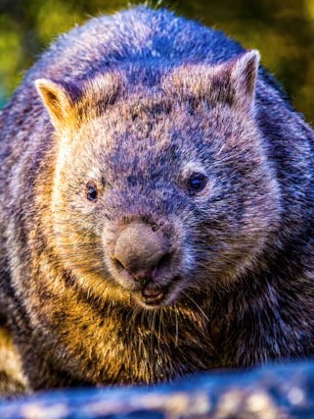 PM Tells Wombat-Grabbing Influencer to 'Try a Crocodile Next Time' as ...