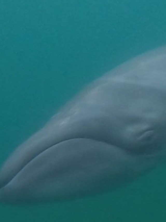 Right Whale Protection Faces Legal Challenge Over Speed Limits - Karmactive