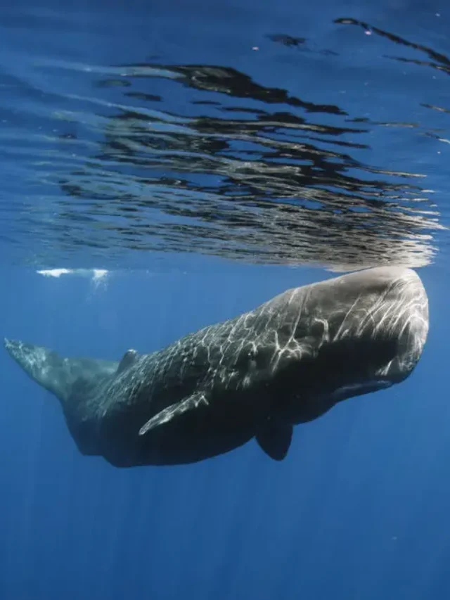 Alaska Fisherman's $127K Illegal Catch and Sperm Whale Attack Lead to ...