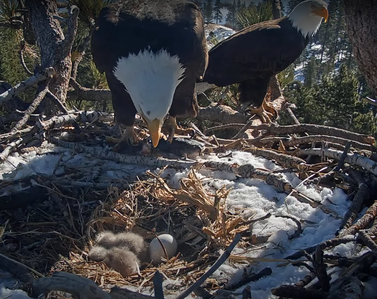 Big Bear Nest Hatches 2 of 3 Bald Eagle Eggs as Jackie and Shadow Draw ...