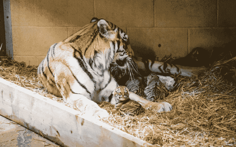 Four Rare Amur Tiger Cubs Born at Longleat Safari Park - Karmactive