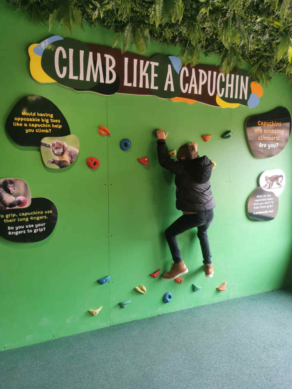Colchester Zoo Expands Critically Endangered Capuchin Enclosure with ...