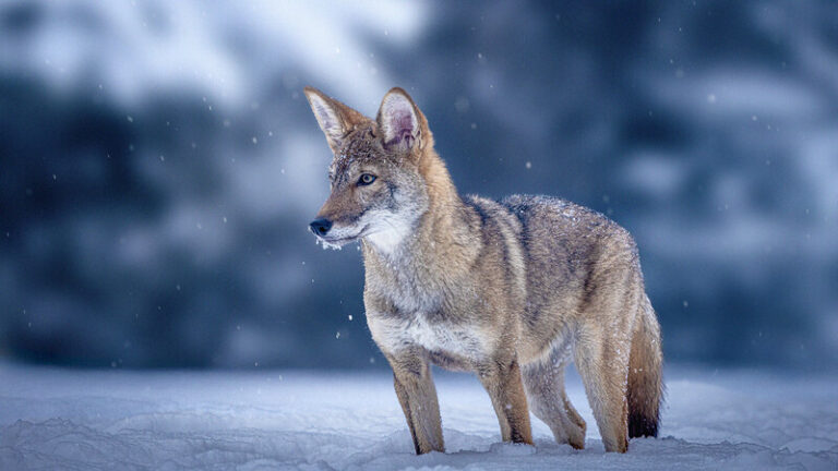 Dire Wolf Pups Born Using 72,000-Year-Old DNA in First Real De ...