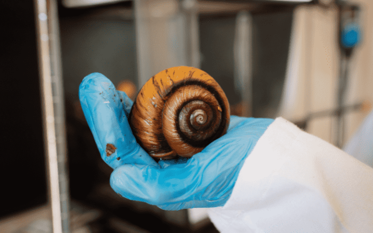 Endangered Giant Snail: Population Below 300 Worldwide; See How 8 Help ...