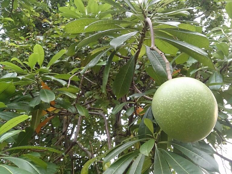 Pong Pong Tree Blamed for 537 Deaths Yearly Now Appears in 'The White ...