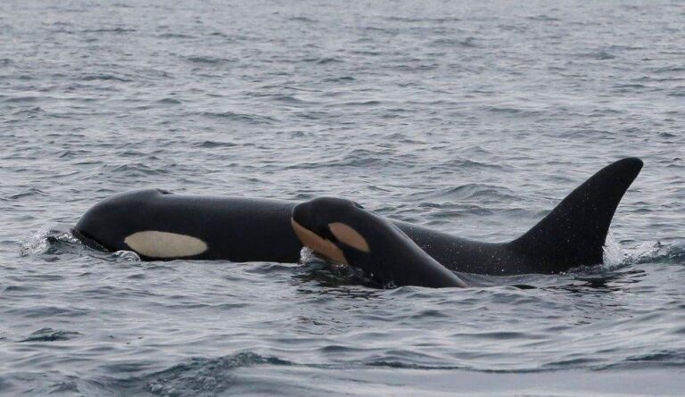 Southern Resident Killer Whale Calf J63 Spotted Alive as Population ...