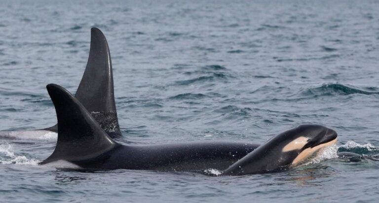 Southern Resident Killer Whale Calf J63 Spotted Alive as Population ...
