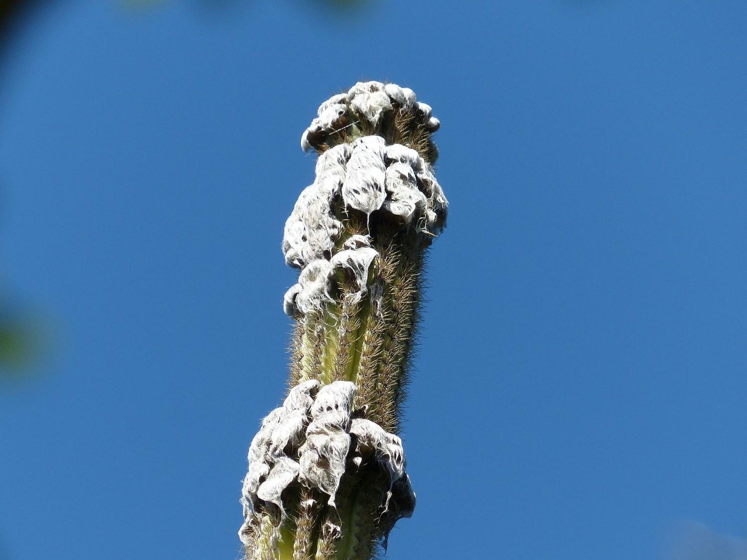 Sea-Level Rise Destroys Only U.S. Key Largo Tree Cactus Population in ...