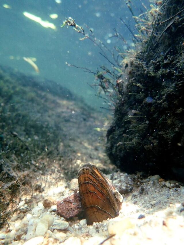 Brook Floater Mussel Faces 95% Loss in Fight for Protection - Karmactive