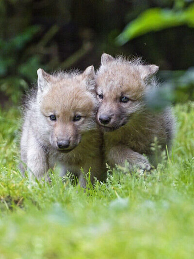 Dire Wolf Pups Born Using 72,000-Year-Old DNA - Karmactive