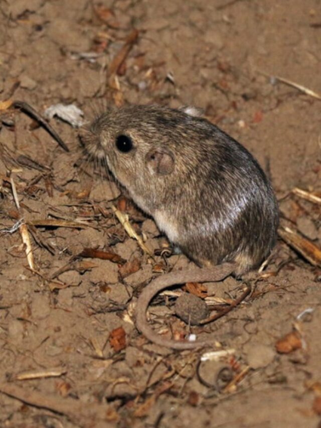 Efforts Intensify to Safeguard Pacific Pocket Mouse in California ...