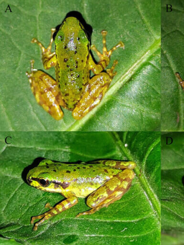 Juvenile Himalayan Frog Spotted in Tibet After 137 Years - Karmactive