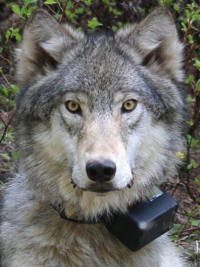 Oregon Wolf Population Grows to 204 in 2024 - Karmactive