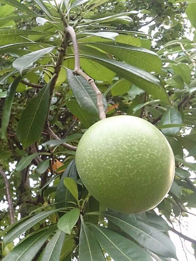 Pong Pong Tree in 'The White Lotus' Has Killed Hundreds - Karmactive