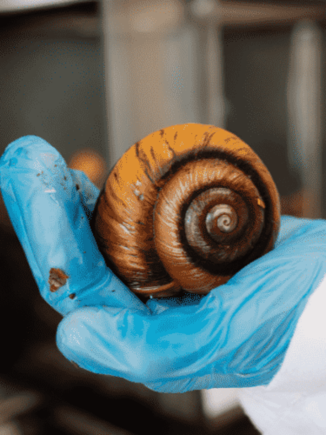 Rare Giant Snail Back From Extinction Fear - Karmactive