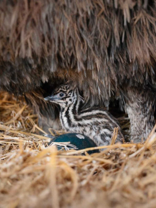 Tiny Emu Chick Hatches at Longleat - Karmactive