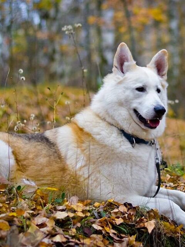 Valley Fever in Dogs Spreads to 12.4% of U.S. Counties - Karmactive