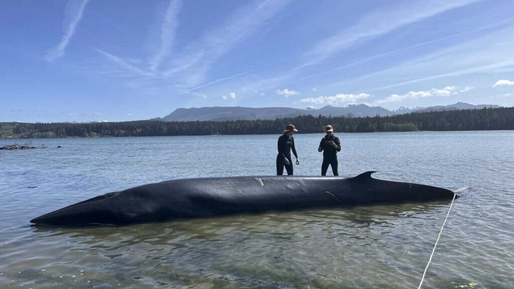 Bryde’s Whale Found Dead on Vancouver Island in First BC Sighting ...