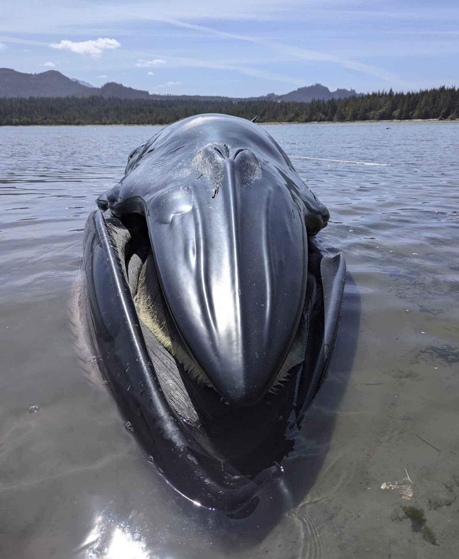 Bryde’s Whale Found Dead on Vancouver Island in First BC Sighting ...