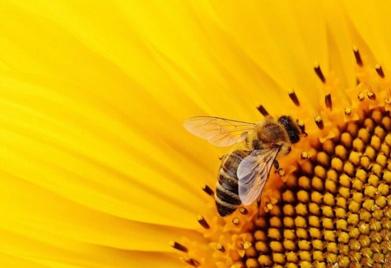 Grizzly Bear Relocation Near Yellowstone Sparks Fresh Debate on ...