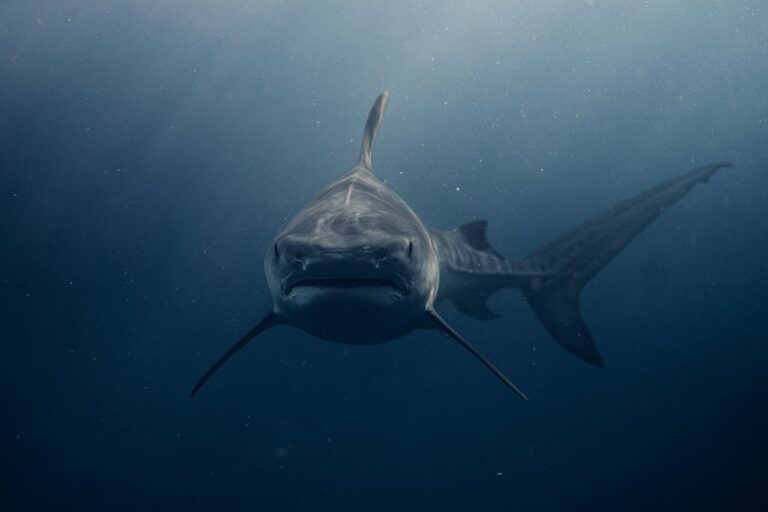Queensland Shark Control Plan Worth $88.2M Under Fire After 7,800 ...
