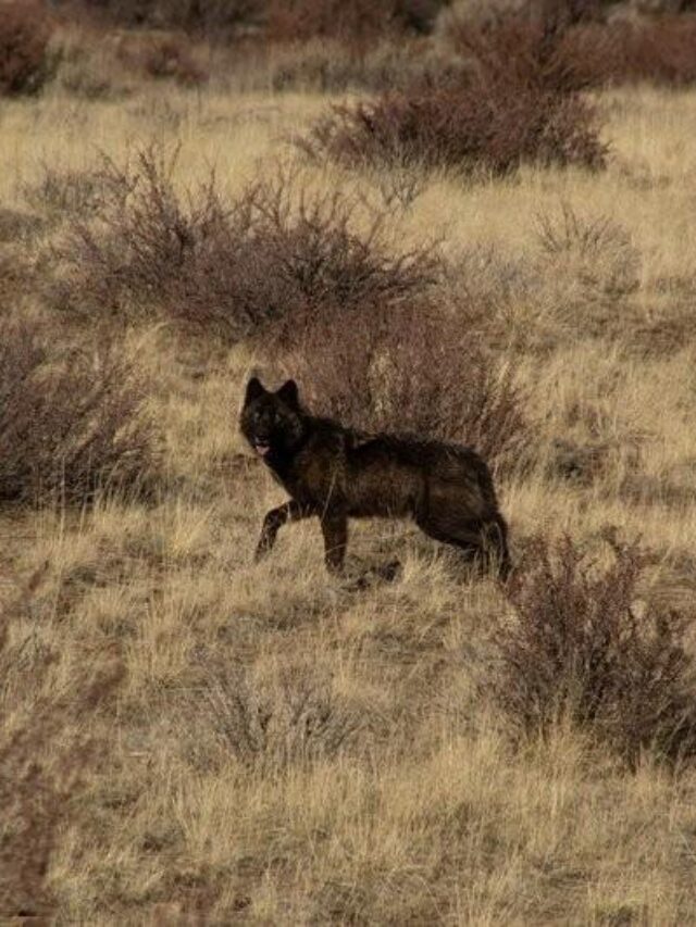 California Confirms 3 New Wolf Packs, Totaling 10 Statewide - Karmactive
