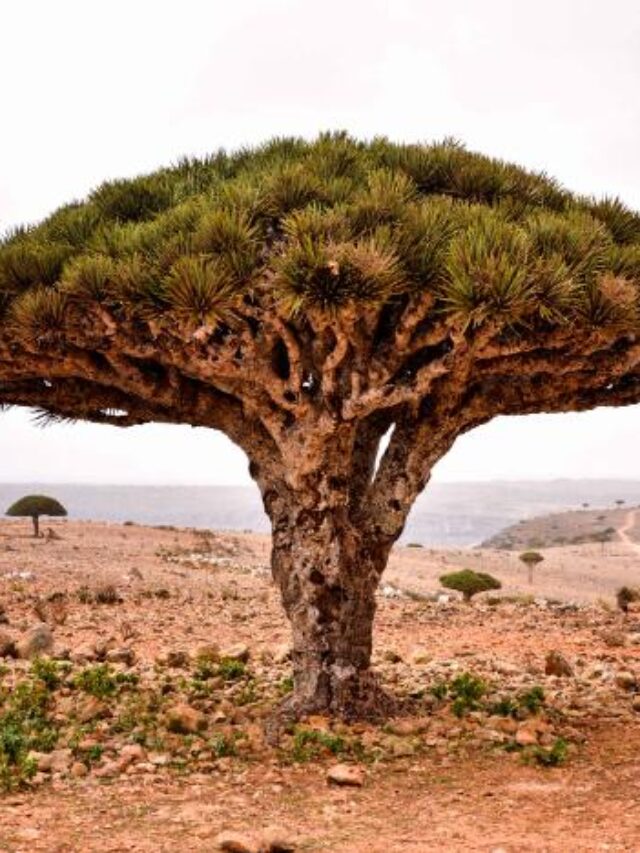Dragon's Blood Trees Face Collapse on Socotra - Karmactive