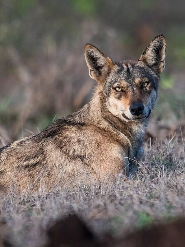 Possible Indian Grey Wolf Seen in Delhi After 80 Years - Karmactive