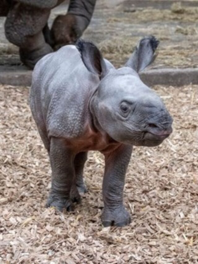 Indian Rhino Calf Survives Rare Breech Birth at UK Safari - Karmactive