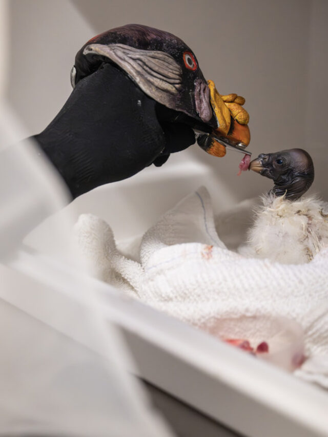 Rare King Vulture Raised by Puppet at Bronx Zoo After 30-Year Gap ...