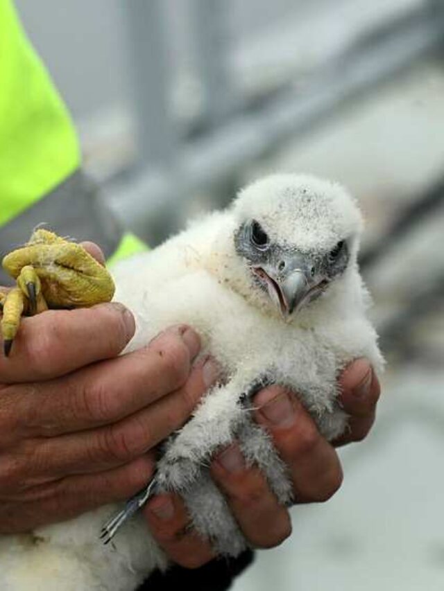 Three Falcon Chicks Hatch 693 Feet Above NYC - Karmactive