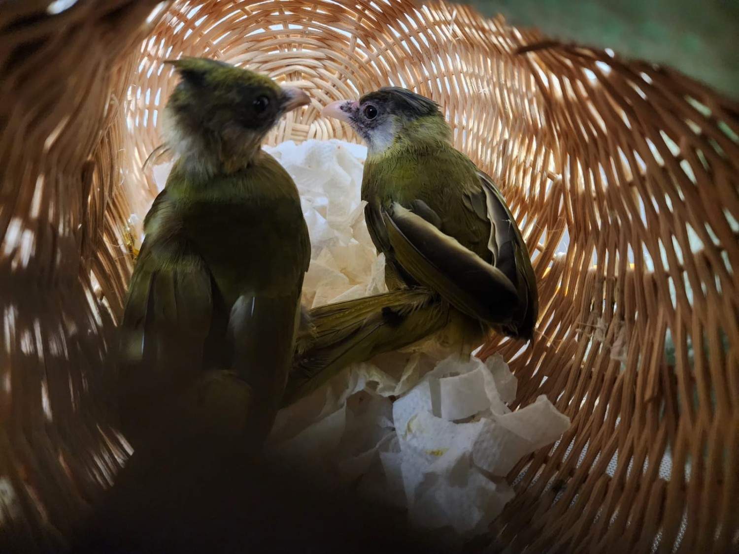 7,000+ Animals Seized in 3.5 Years: Mumbai Airport Stops Man with 100 ...