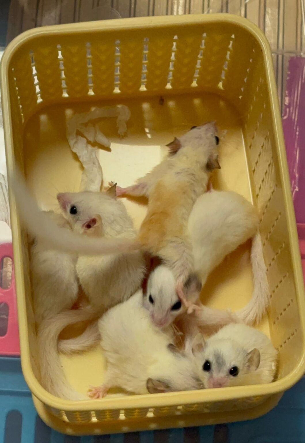 7,000+ Animals Seized in 3.5 Years: Mumbai Airport Stops Man with 100 ...